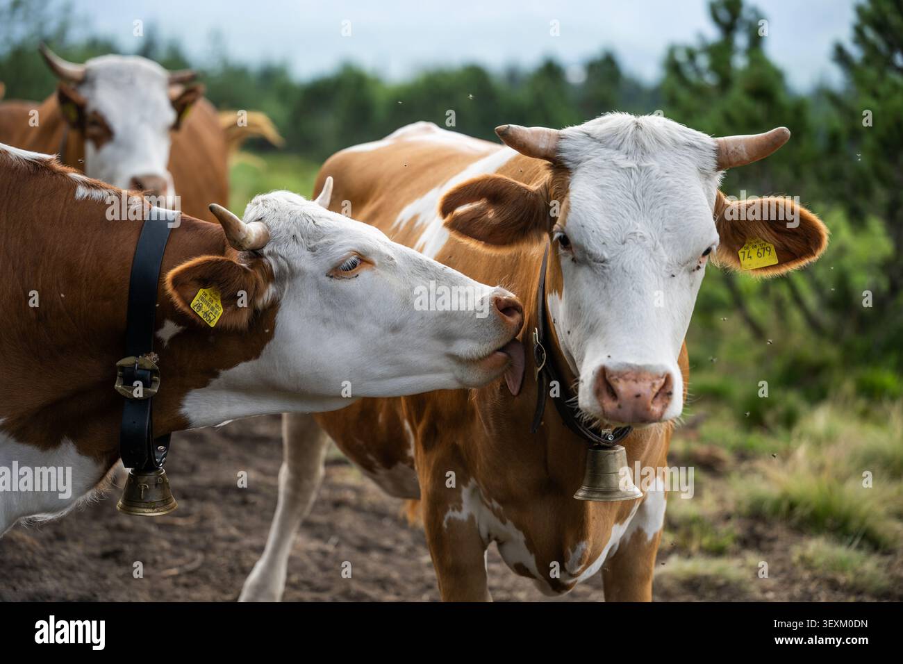 SYMBOL - 30 June 2026, Baden-Württemberg, Schliffkopf: A cow is licking ...