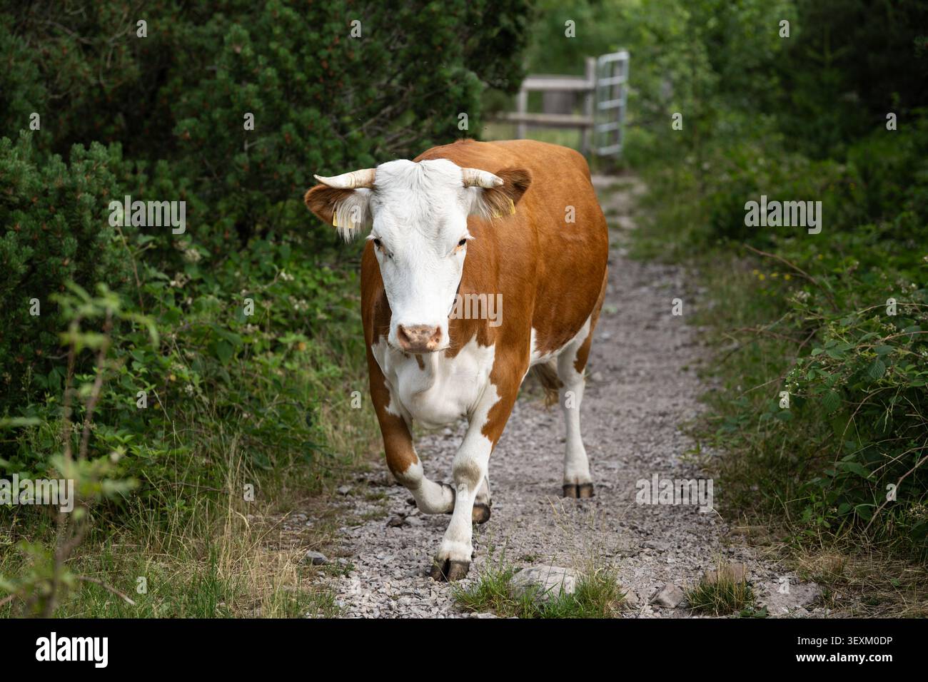 SYMBOL - 30 June 2026, Baden-Württemberg, Schliffkopf: A cow is walking ...