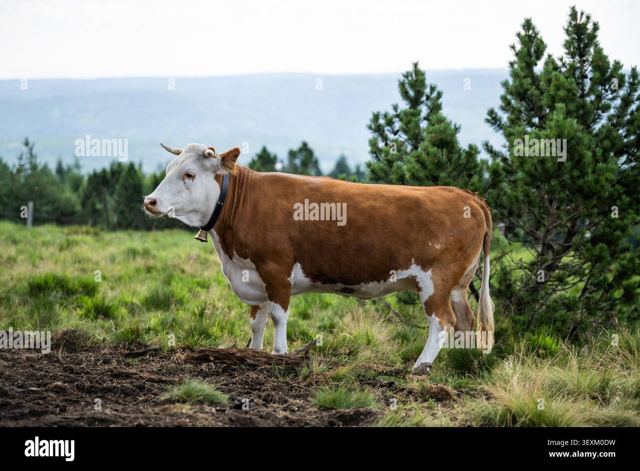 SYMBOL - 30 June 2026, Baden-Württemberg, Schliffkopf: A cow is ...