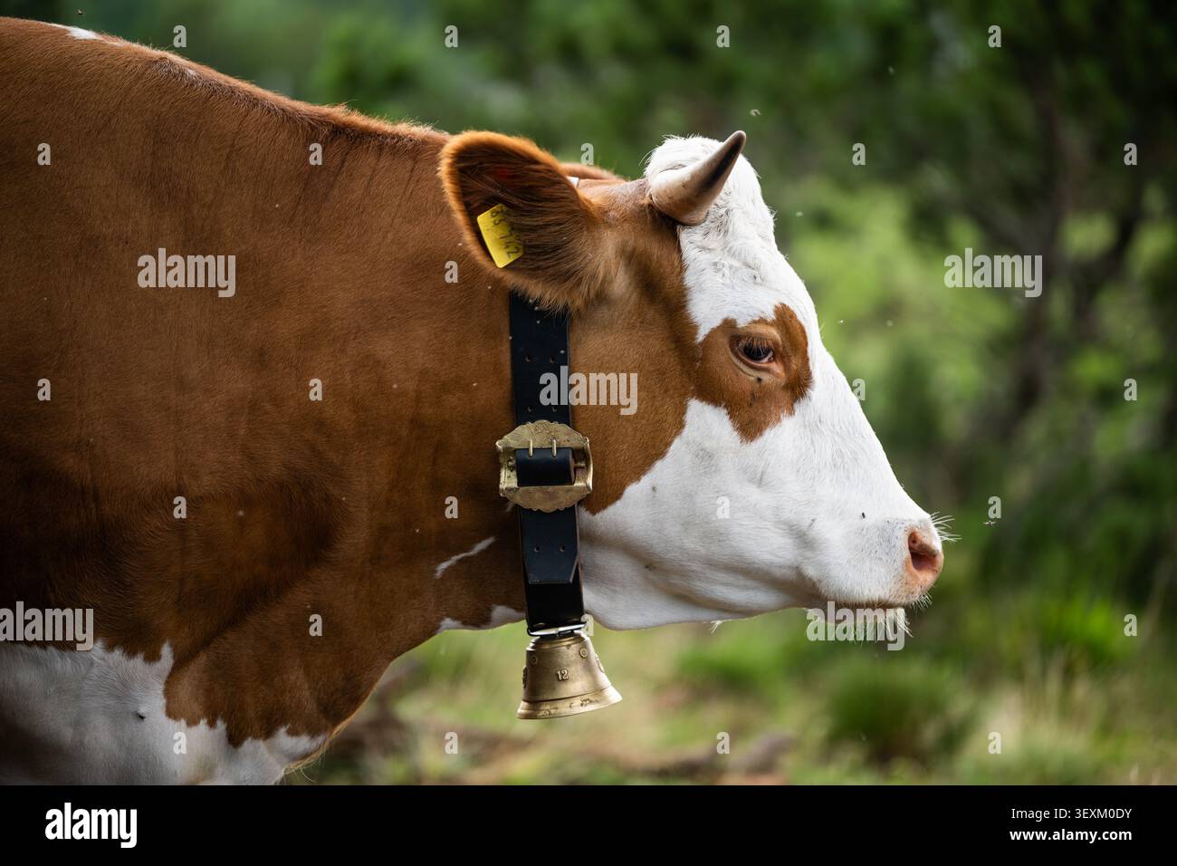 SYMBOL - 30 June 2026, Baden-Württemberg, Schliffkopf: A cow is ...