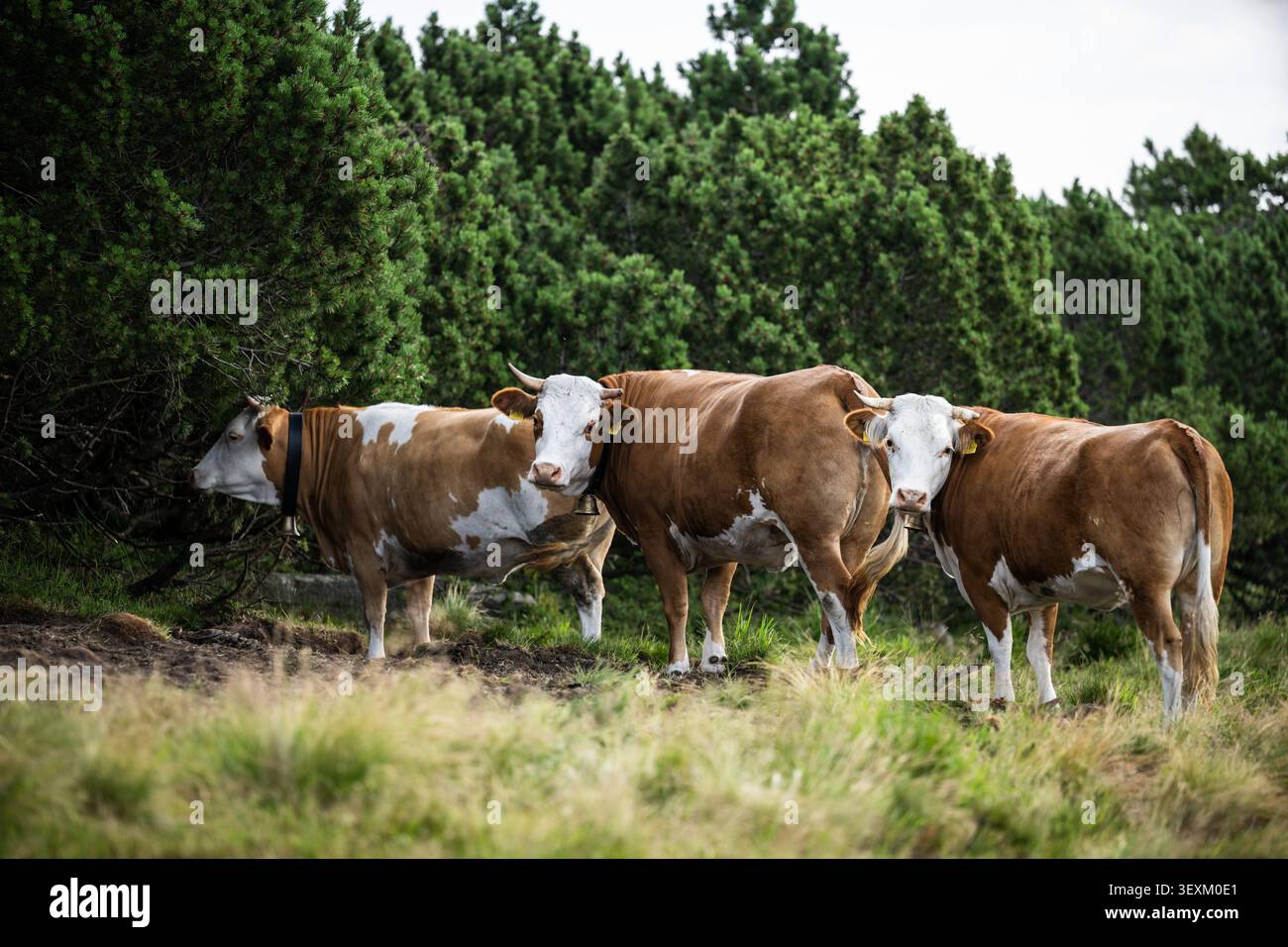 SYMBOL - 30 June 2026, Baden-Württemberg, Schliffkopf: Cattle are ...