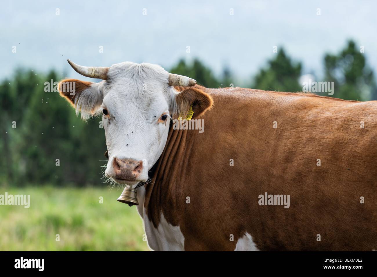 SYMBOL - 30 June 2026, Baden-Württemberg, Schliffkopf: A cow is ...