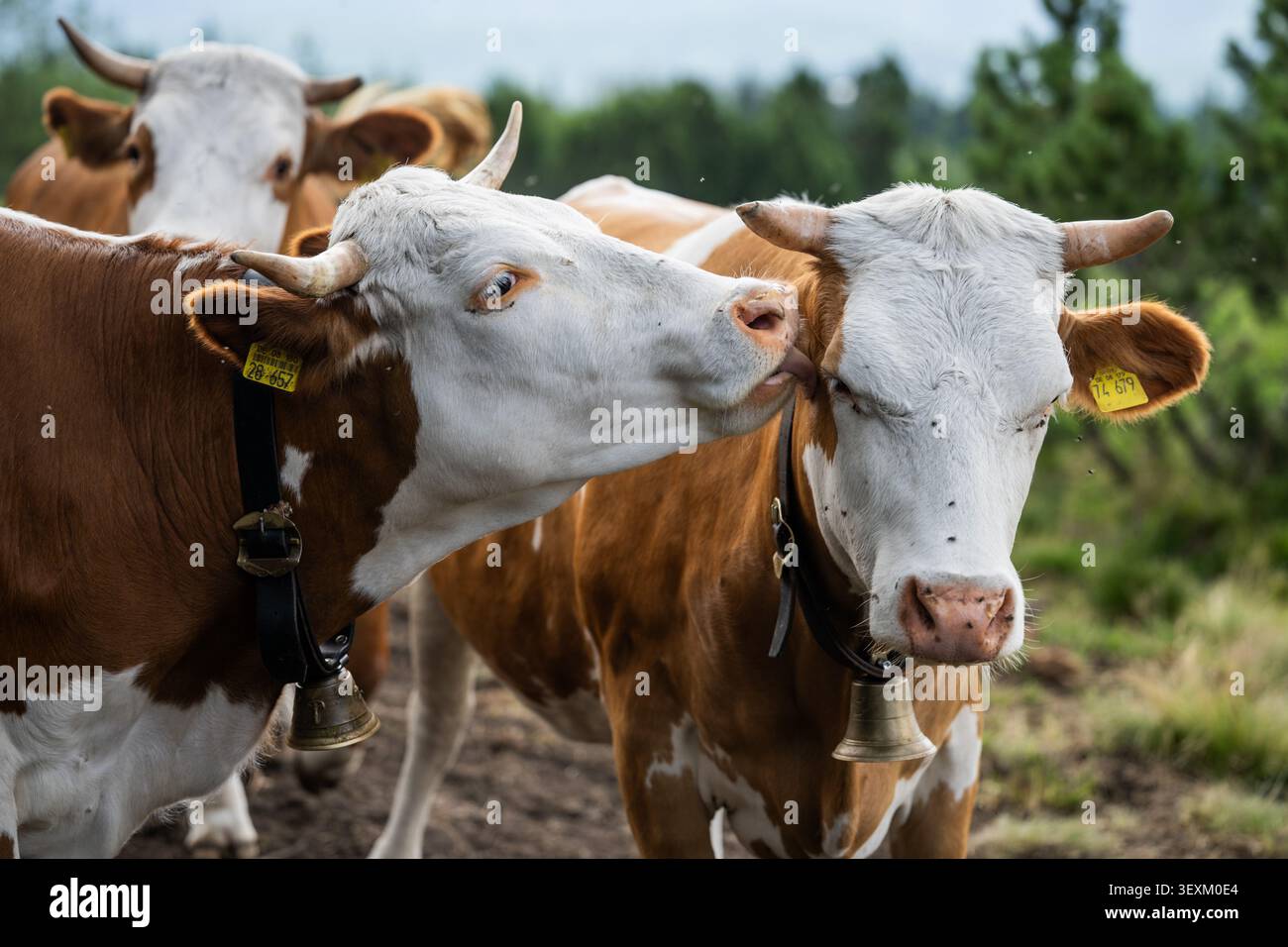 SYMBOL - 30 June 2026, Baden-Württemberg, Schliffkopf: A cow is licking ...