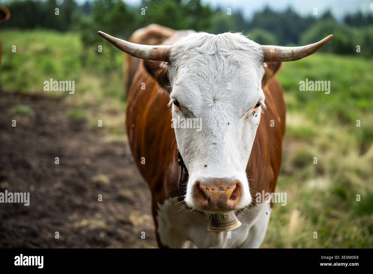 SYMBOL - 30 June 2026, Baden-Württemberg, Schliffkopf: A cow is walking ...