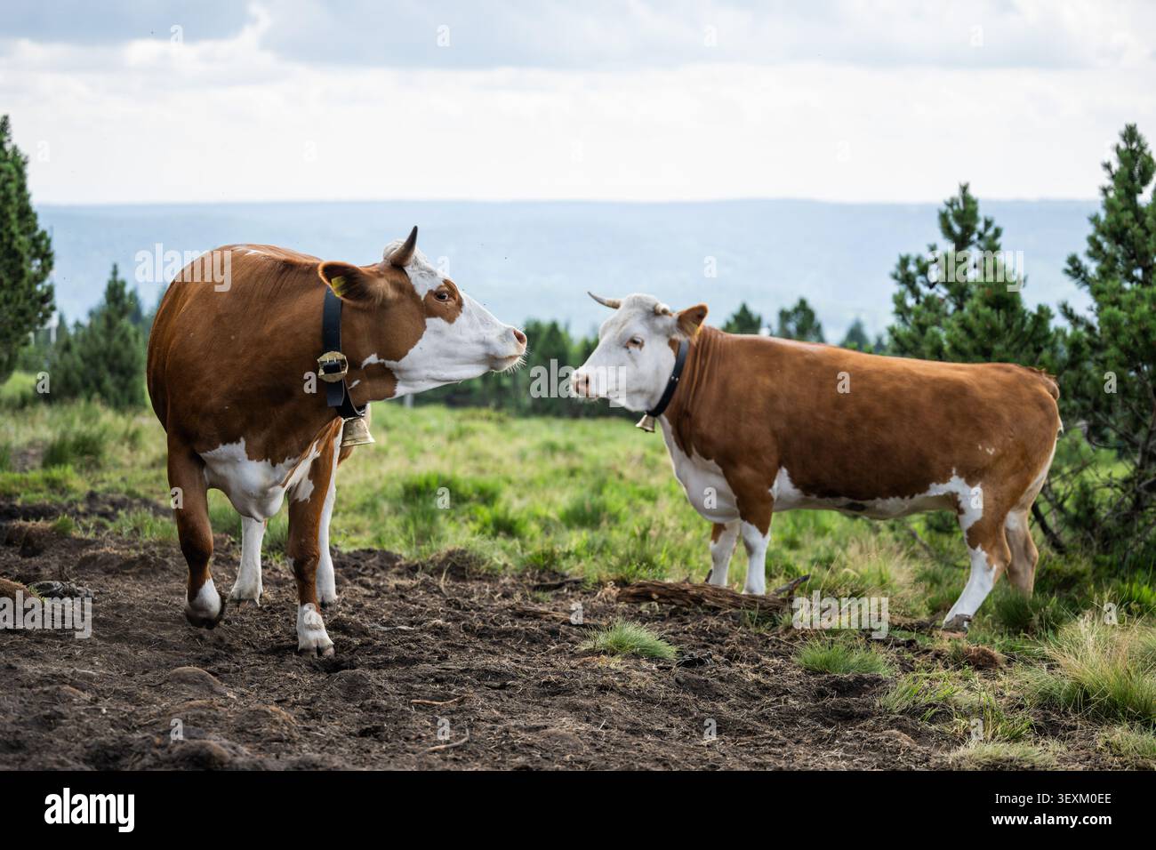 SYMBOL - 30 June 2026, Baden-Württemberg, Schliffkopf: Cattle are ...
