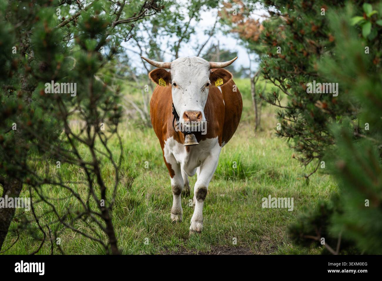 SYMBOL - 30 June 2026, Baden-Württemberg, Schliffkopf: A cow is walking ...