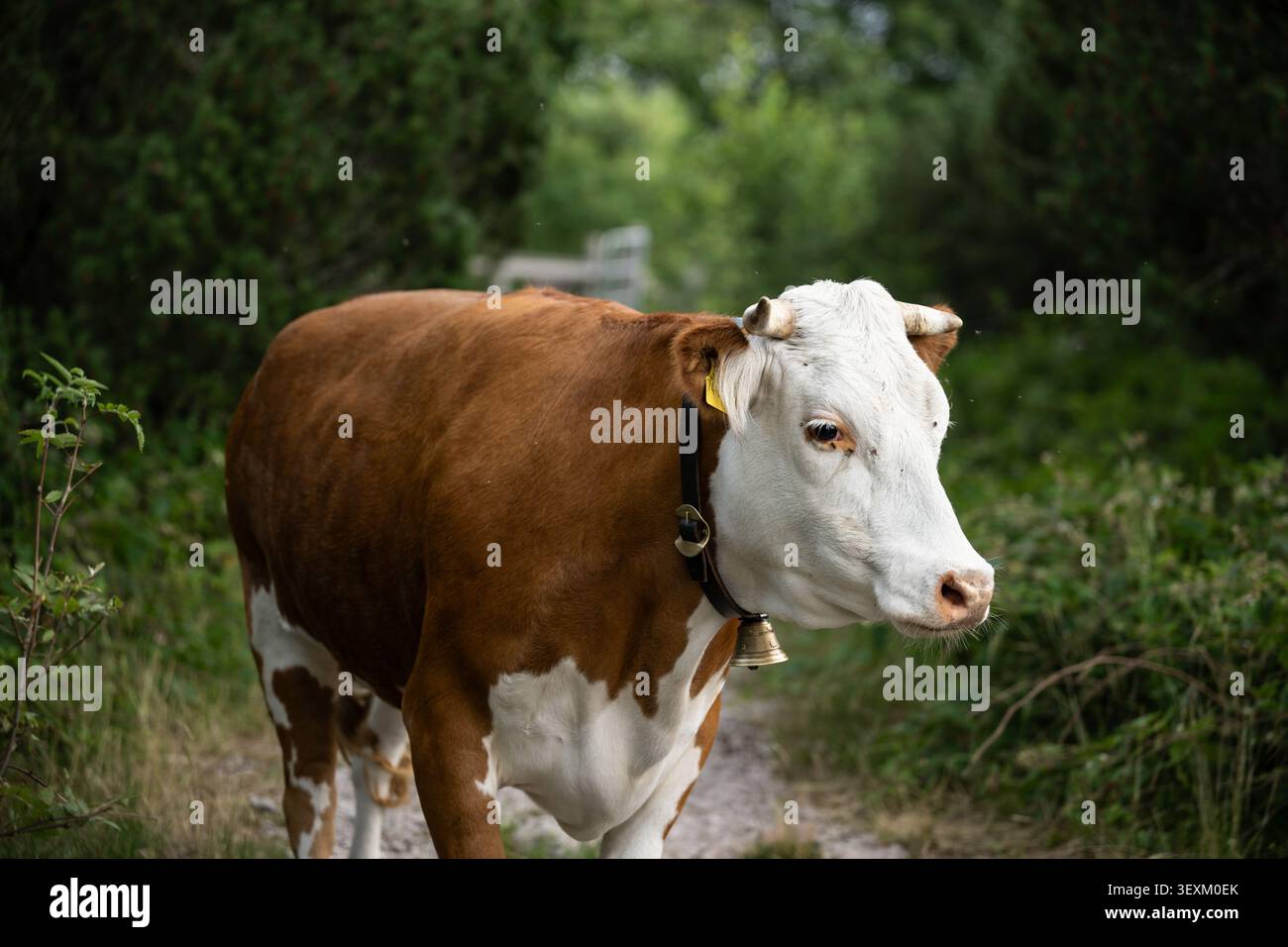 SYMBOL - 30 June 2026, Baden-Württemberg, Schliffkopf: A cow is walking ...