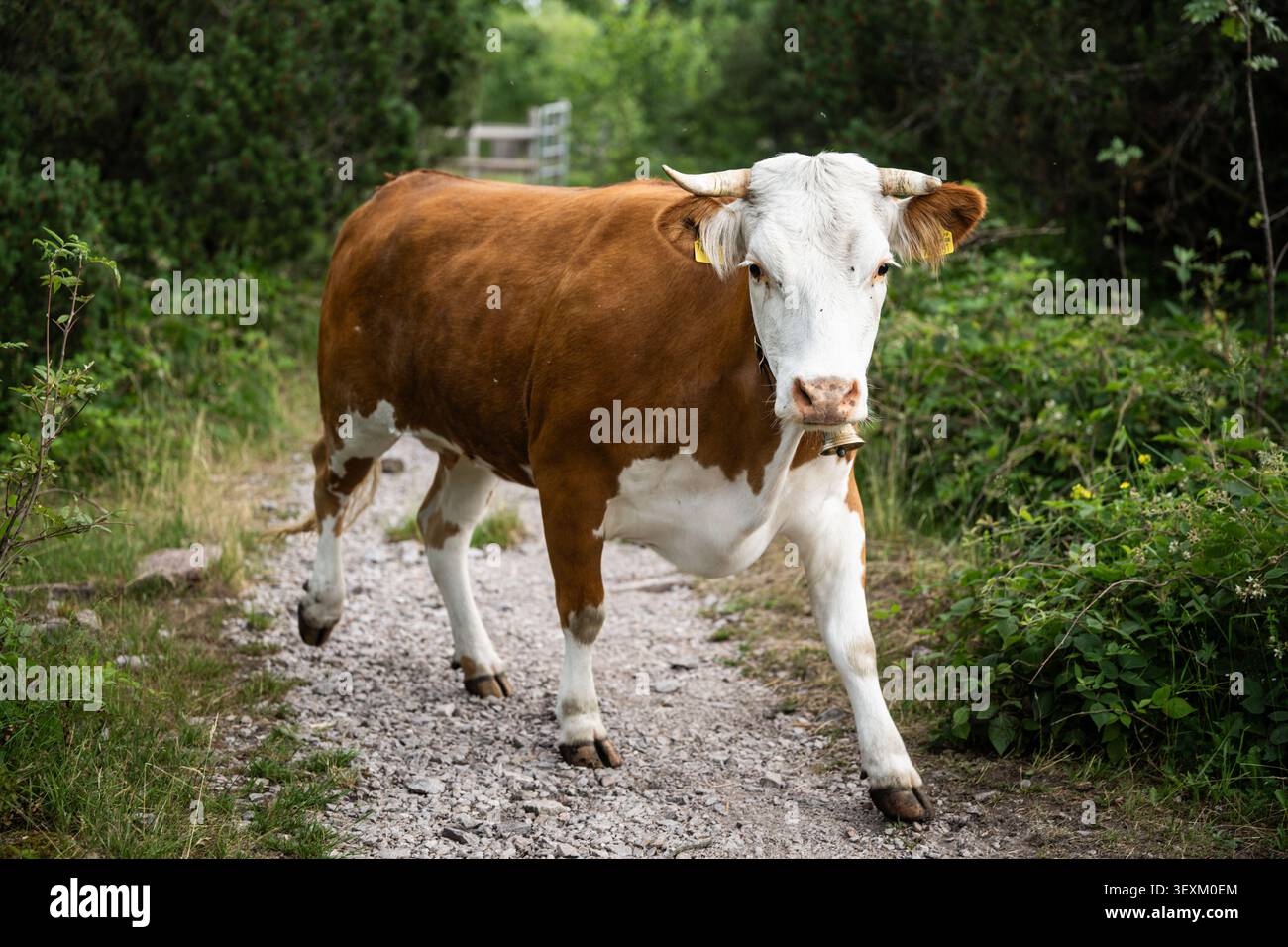 SYMBOL - 30 June 2026, Baden-Württemberg, Schliffkopf: A cow is walking ...
