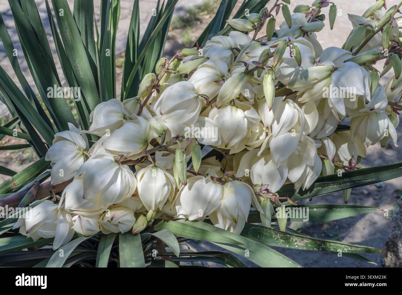 detail of Yucca cane blossoming flowers, shot in bright springtime ...