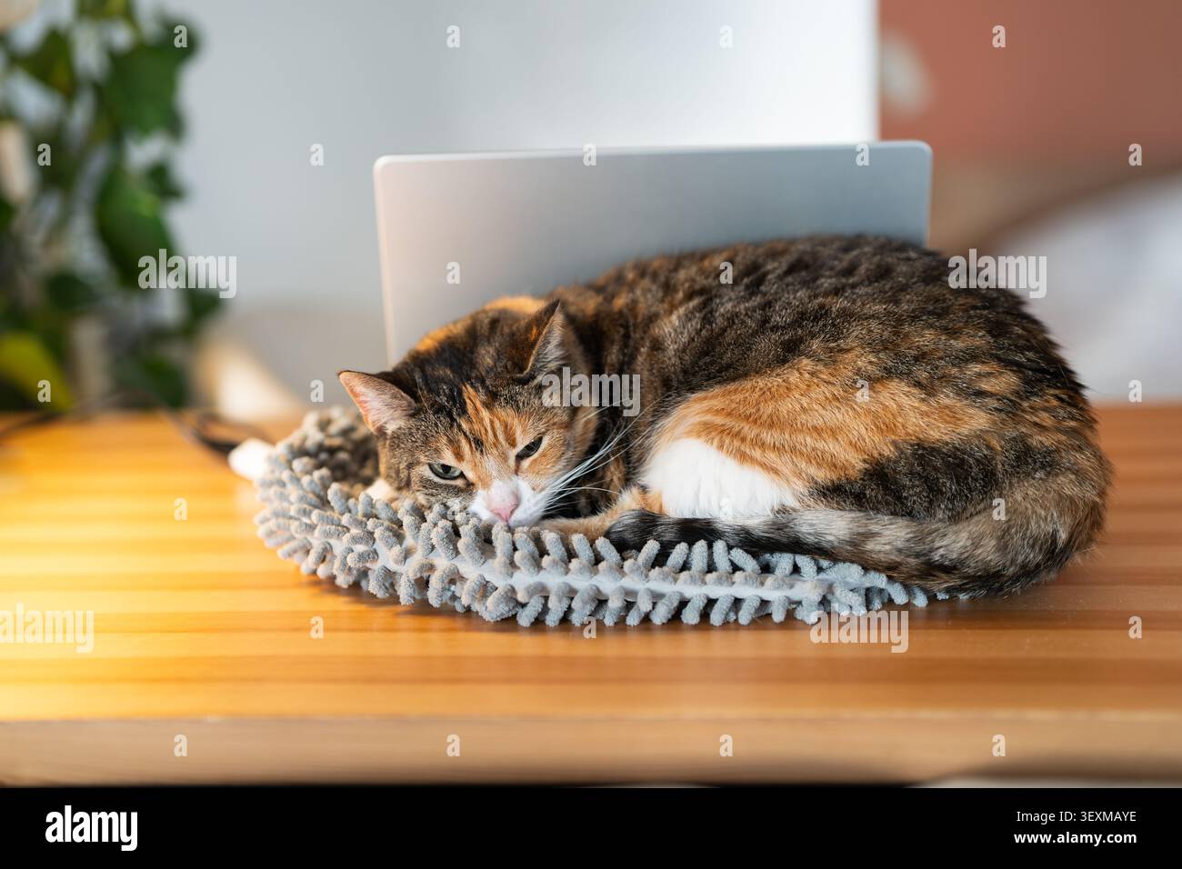 Relaxed cat find cozy place for sleep on table near open laptop. Fluffy ...