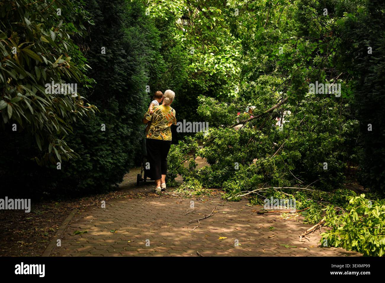 A woman carries a baby walking between fallen tree branches, in ...