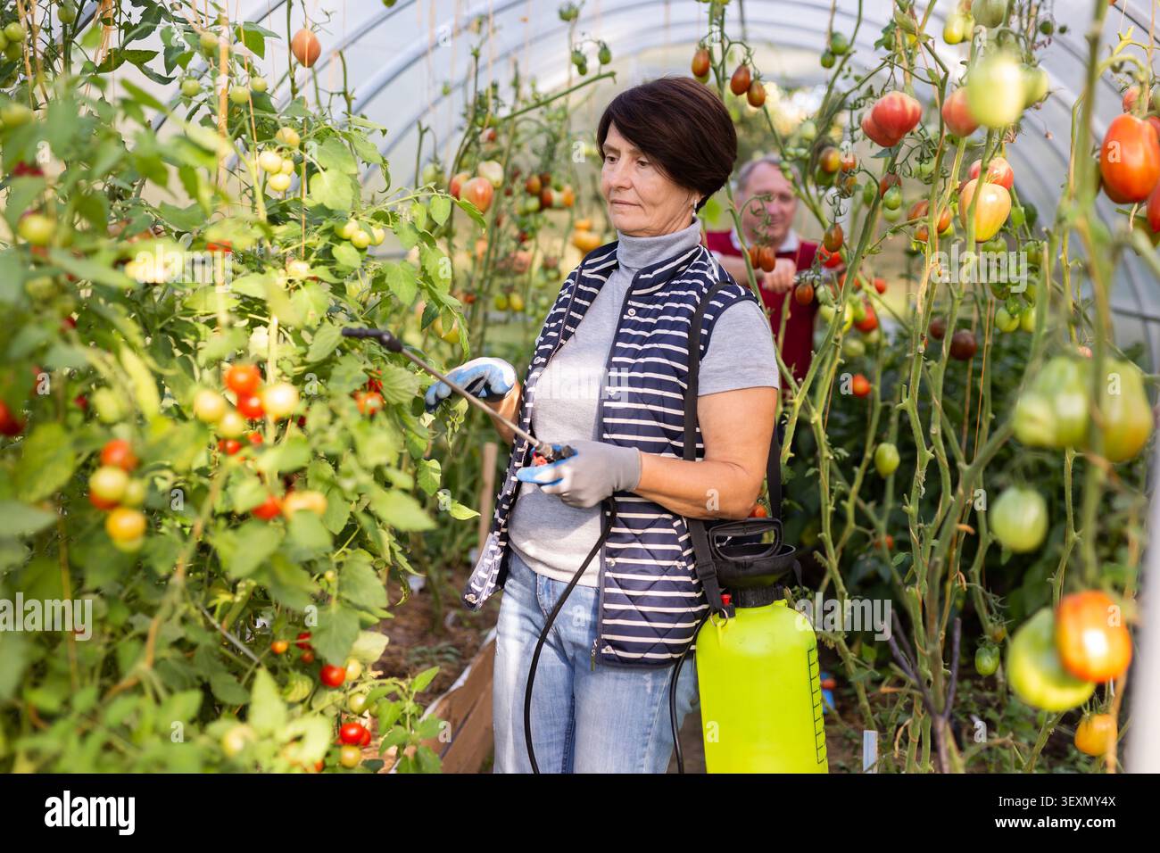 Mature woman working with spraying apparatus in hothouse at sunny day ...