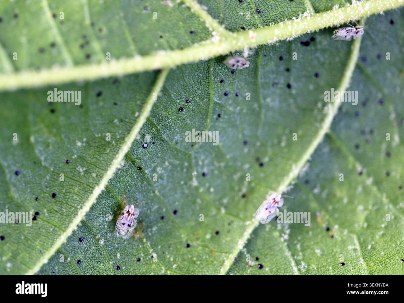 PRODUCTION - 01 July 2026, Baden-Württemberg, Karlsruhe: Plane tree web ...