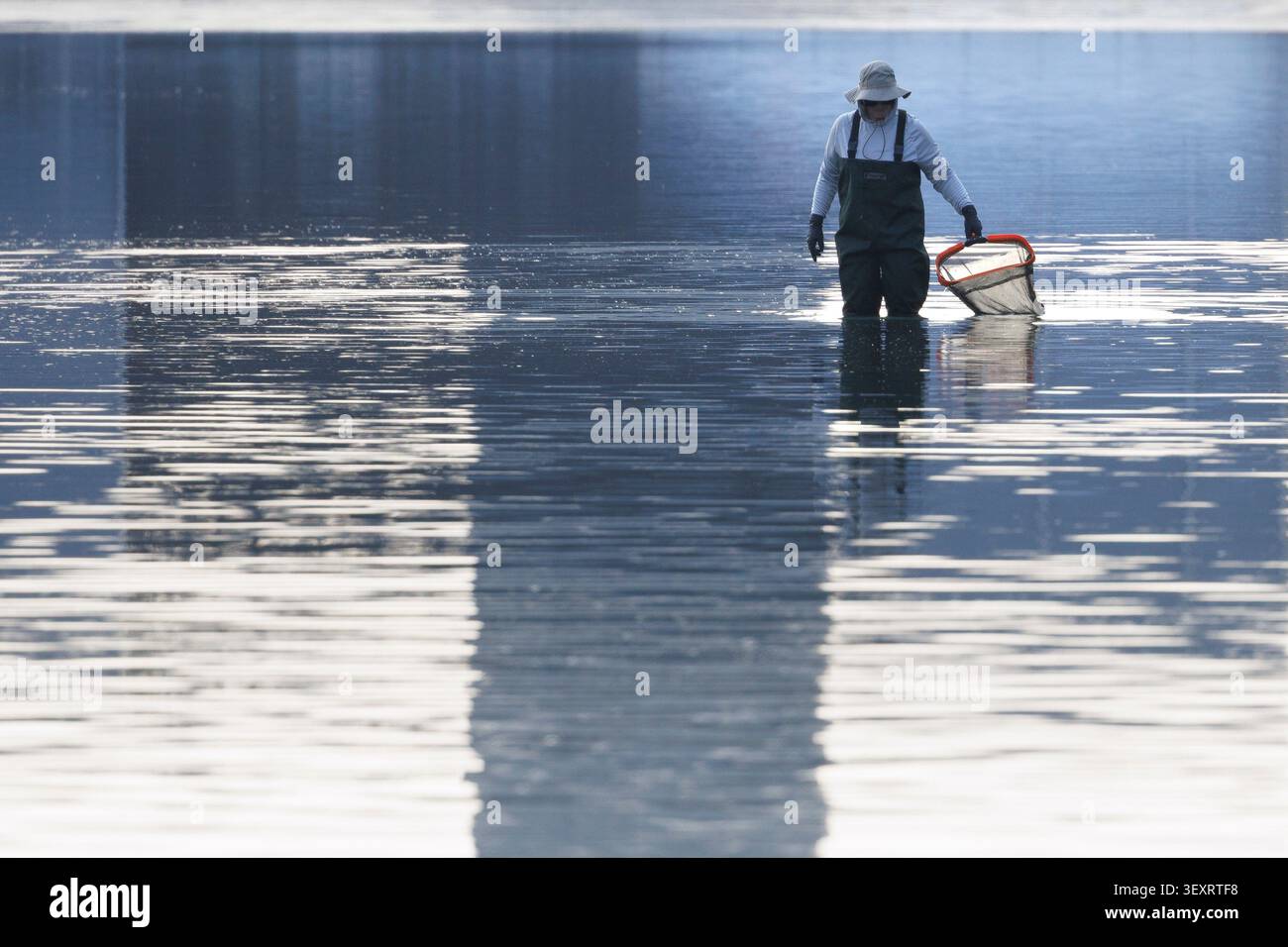A worker clears debris from the Lincoln Memorial Reflecting Pool ...