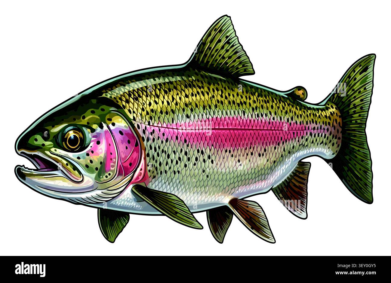 Rainbow Trout (Oncorhynchus mykiss) detailed illustration, side view ...