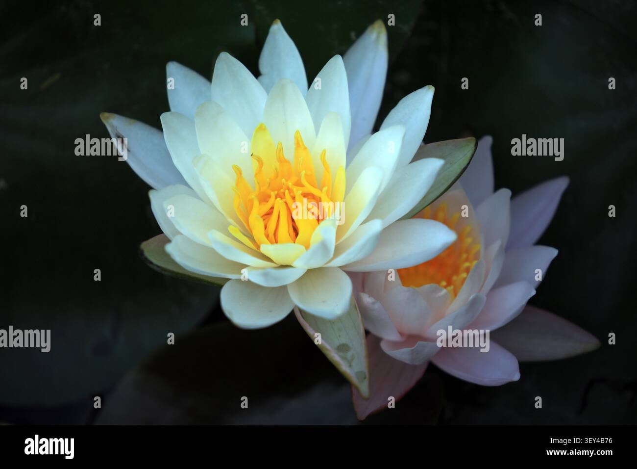 Water lilies bloom in the Qingyan Garden, a classical garden in Huai'an ...