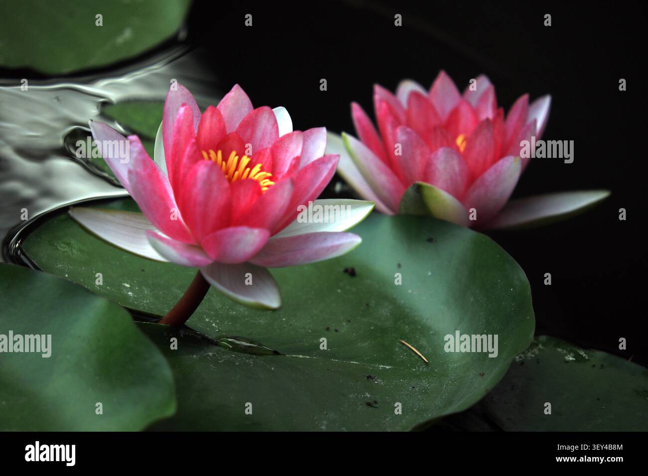 Water lilies bloom in the Qingyan Garden, a classical garden in Huai'an ...
