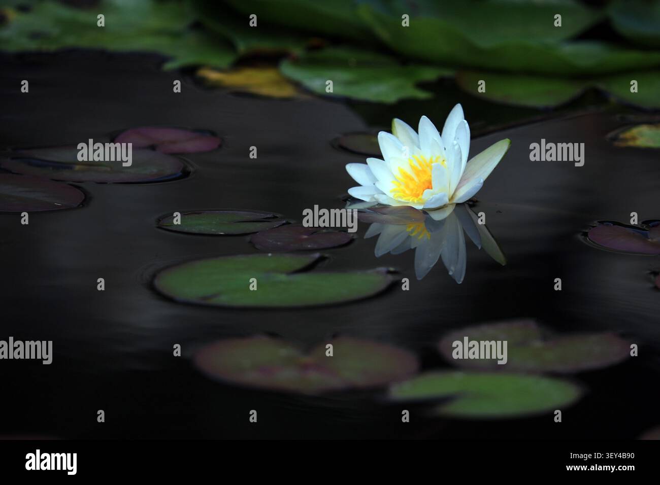 Water lilies bloom in the Qingyan Garden, a classical garden in Huai'an ...