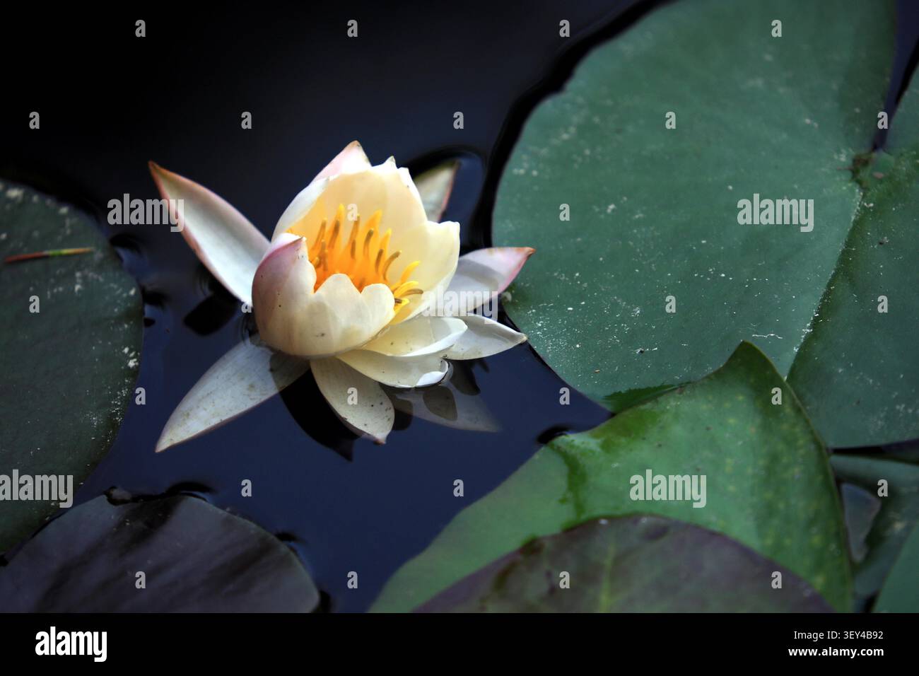 Water lilies bloom in the Qingyan Garden, a classical garden in Huai'an ...