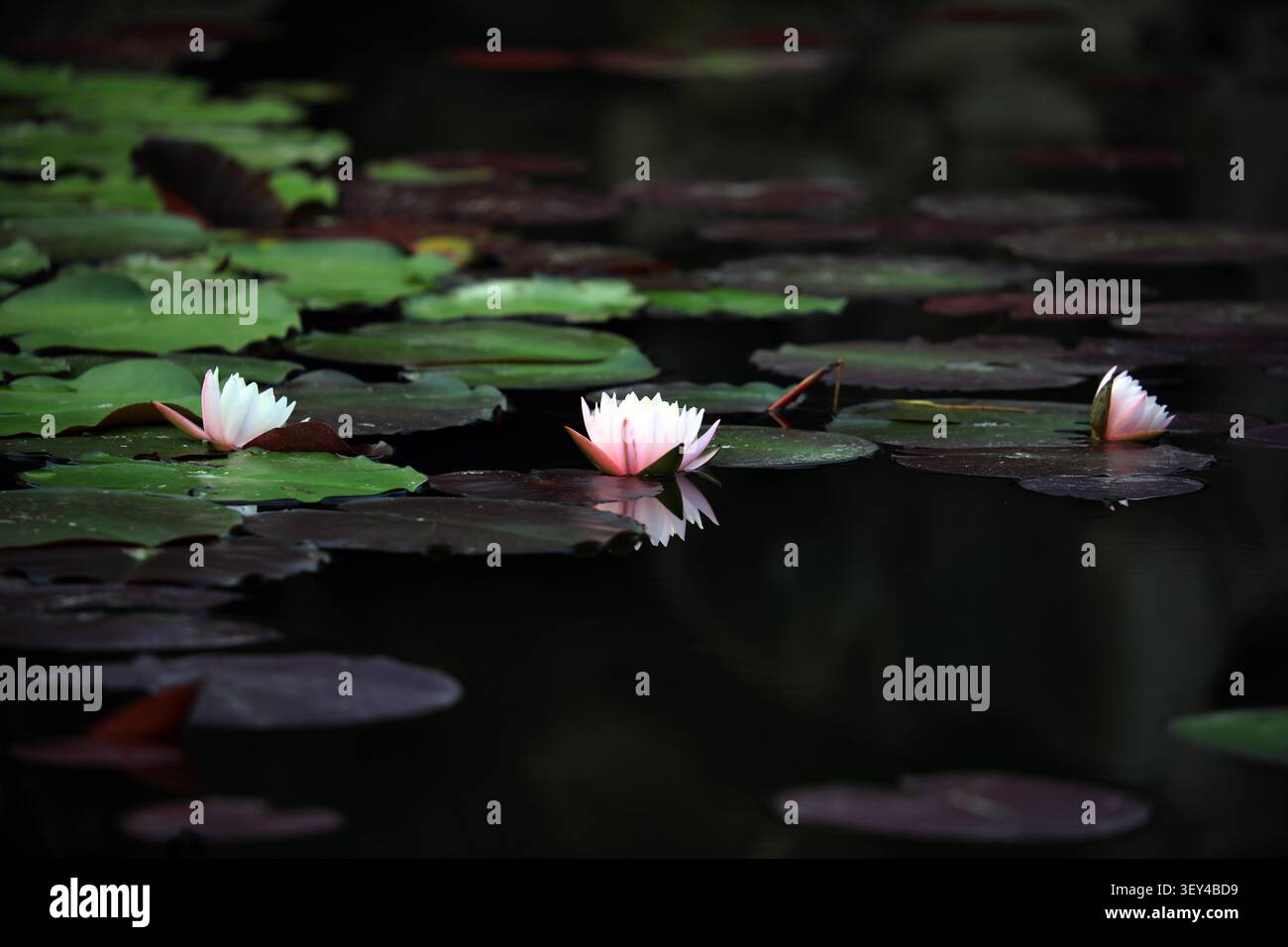 Water lilies bloom in the Qingyan Garden, a classical garden in Huai'an ...