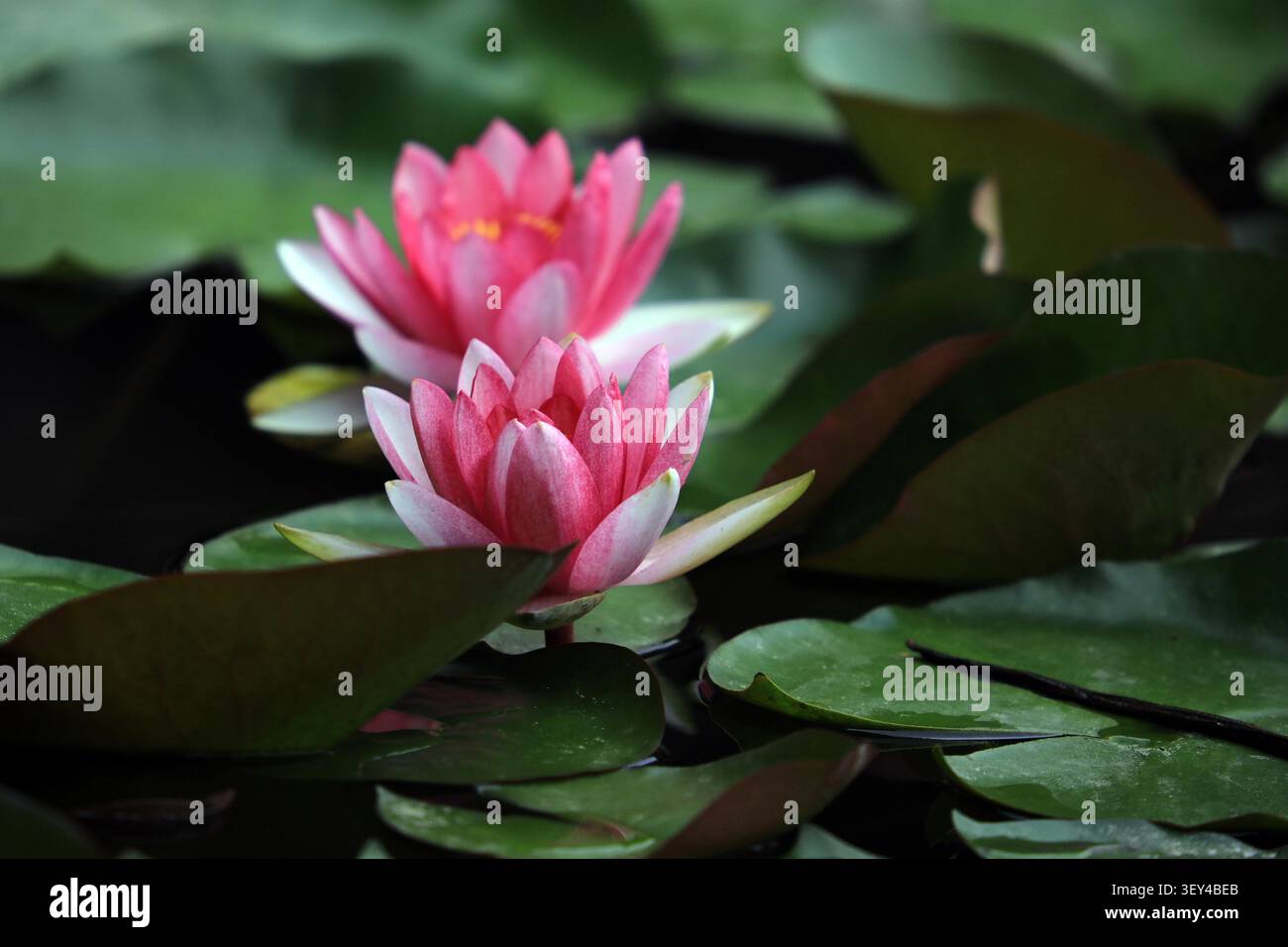 Water lilies bloom in the Qingyan Garden, a classical garden in Huai'an ...
