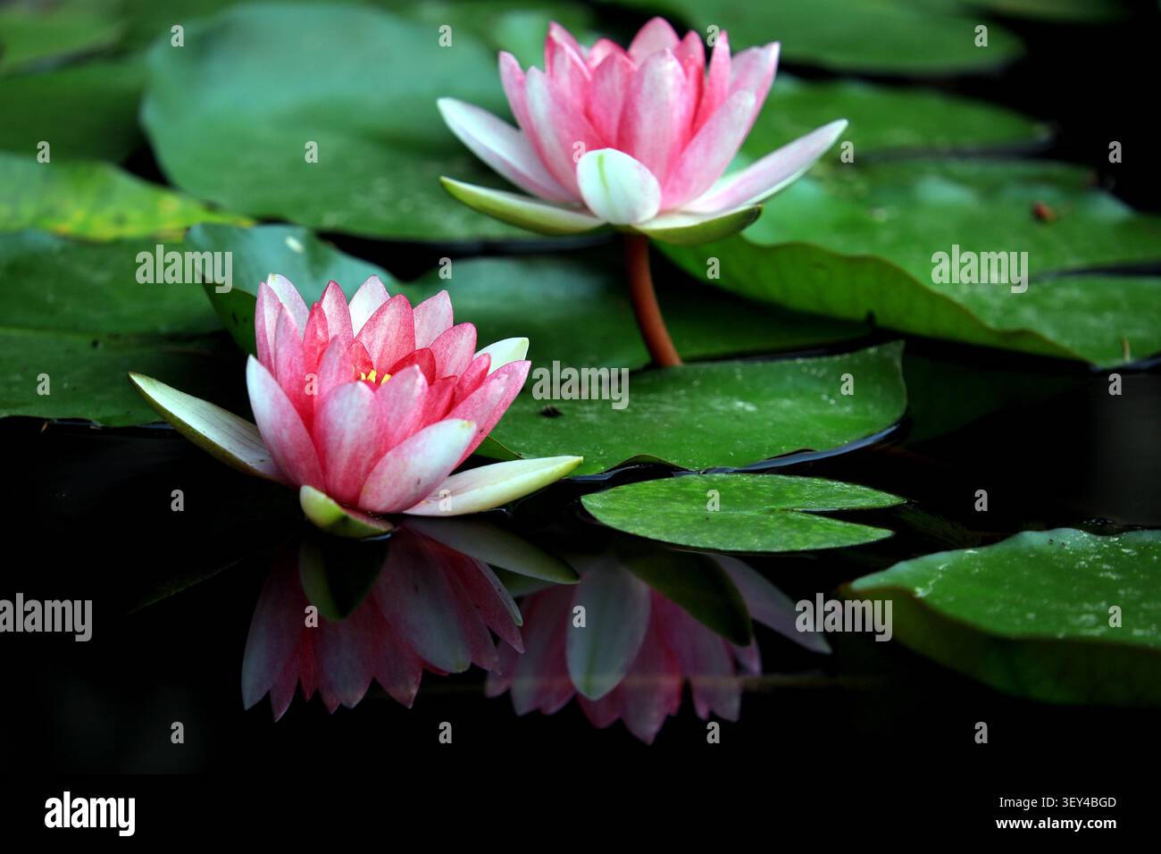 Water lilies bloom in the Qingyan Garden, a classical garden in Huai'an ...