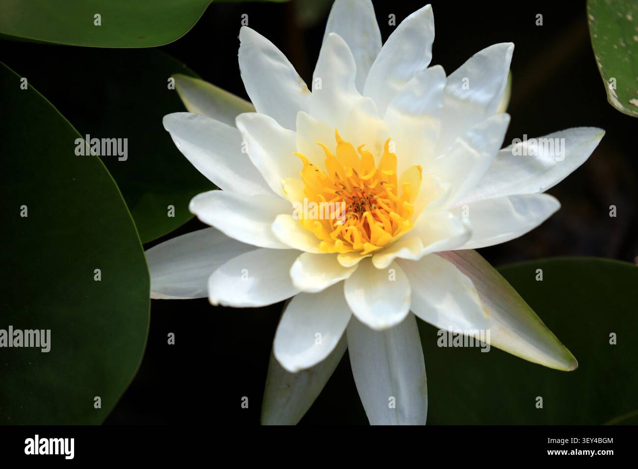 Water lilies bloom in the Qingyan Garden, a classical garden in Huai'an ...