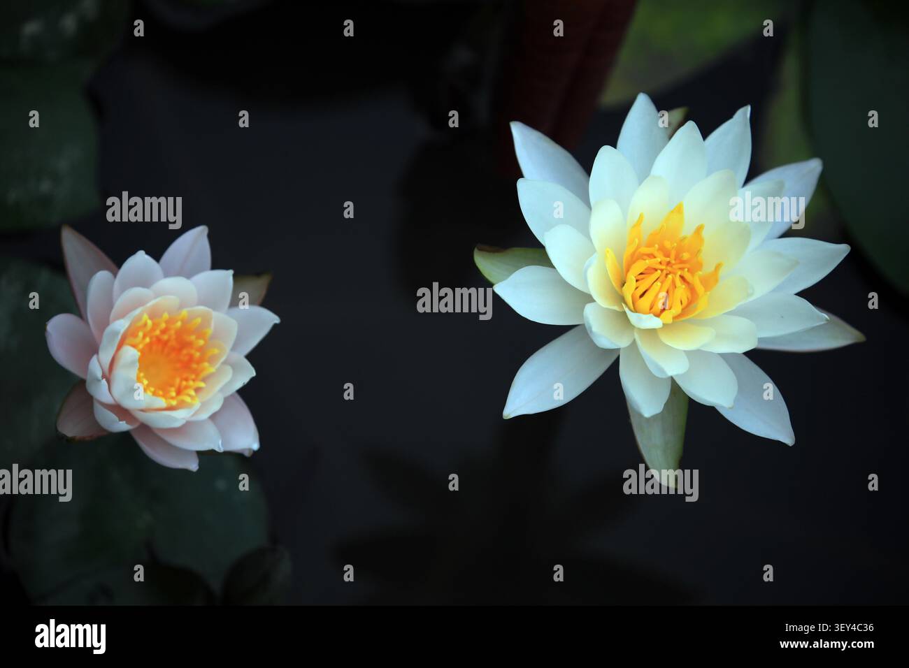 Water lilies bloom in the Qingyan Garden, a classical garden in Huai'an ...