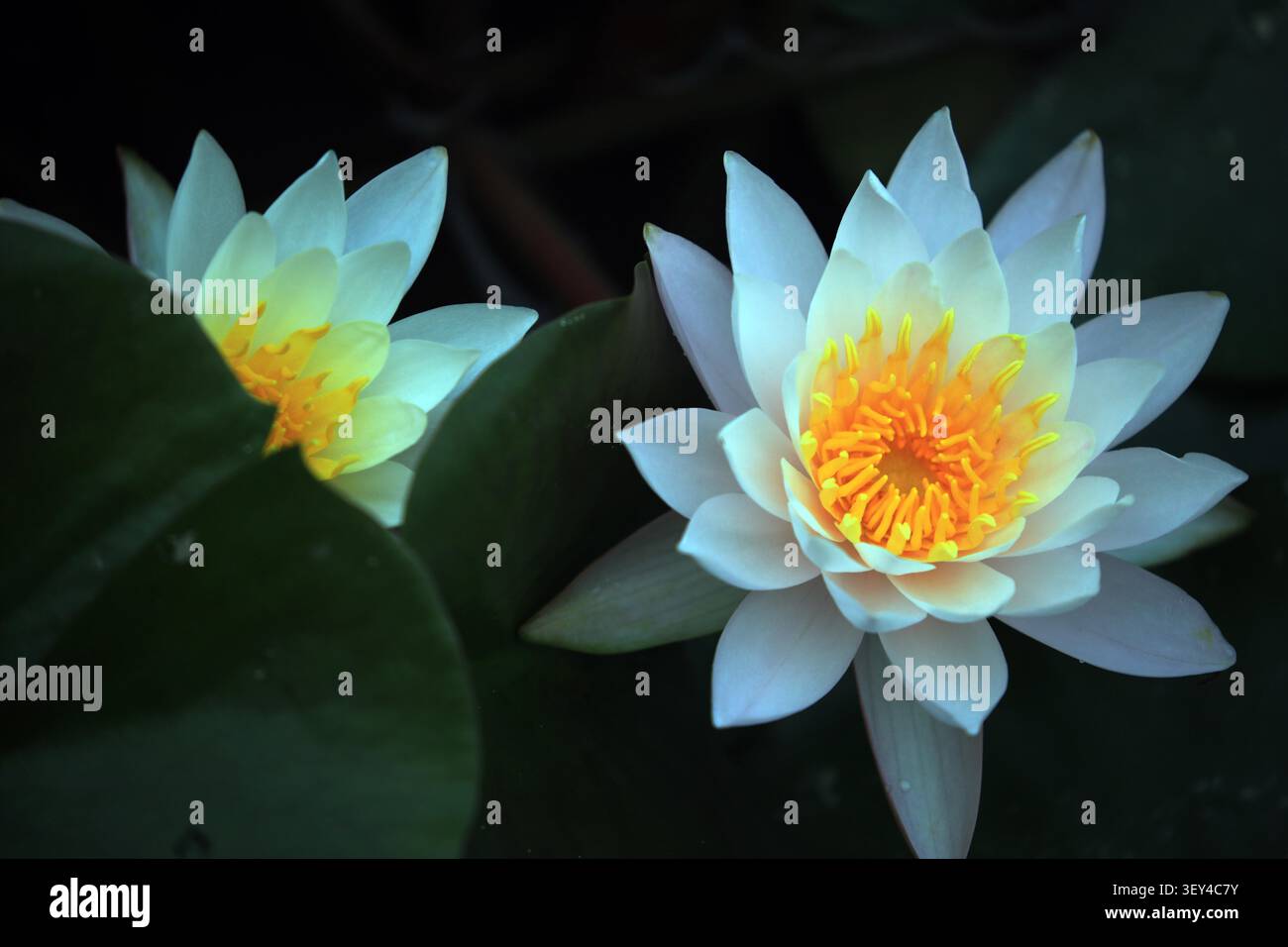 Water lilies bloom in the Qingyan Garden, a classical garden in Huai'an ...