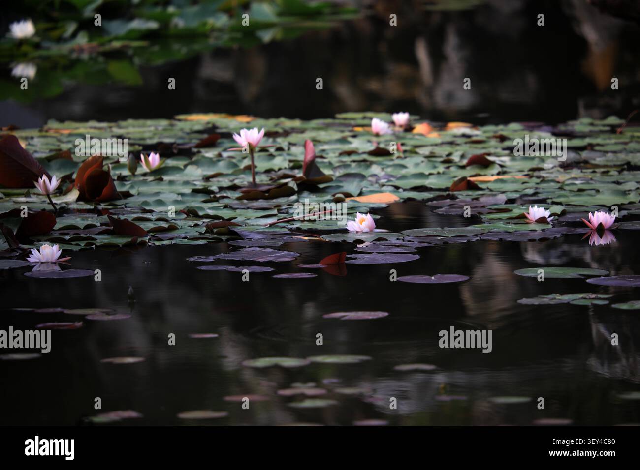 Water lilies bloom in the Qingyan Garden, a classical garden in Huai'an ...