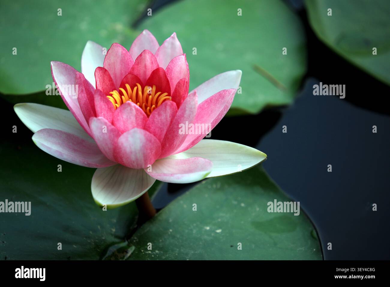 Water lilies bloom in the Qingyan Garden, a classical garden in Huai'an ...