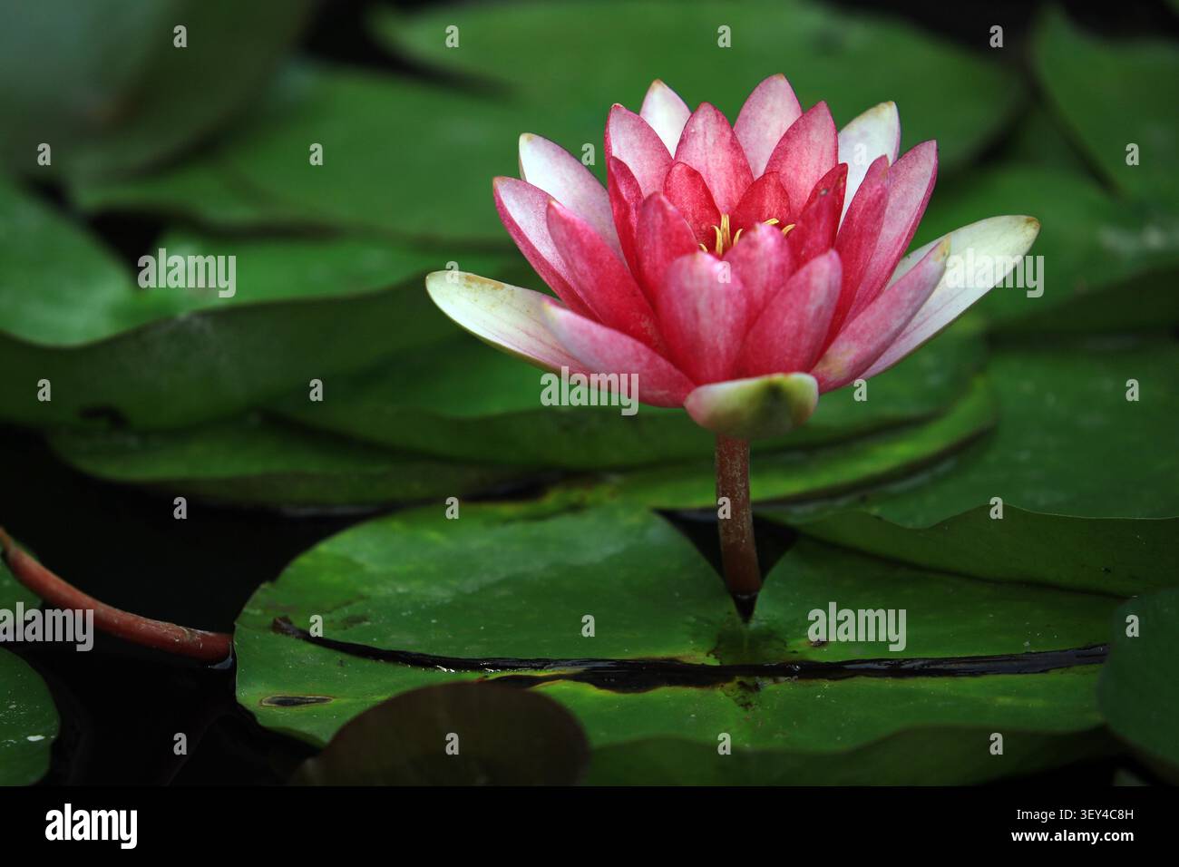 Water lilies bloom in the Qingyan Garden, a classical garden in Huai'an ...