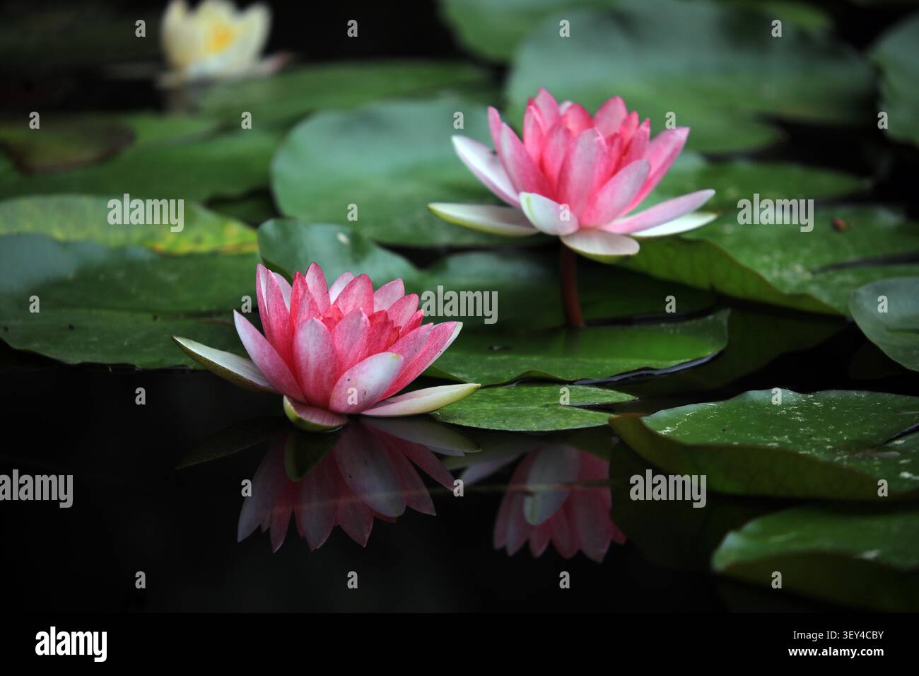 Water lilies bloom in the Qingyan Garden, a classical garden in Huai'an ...