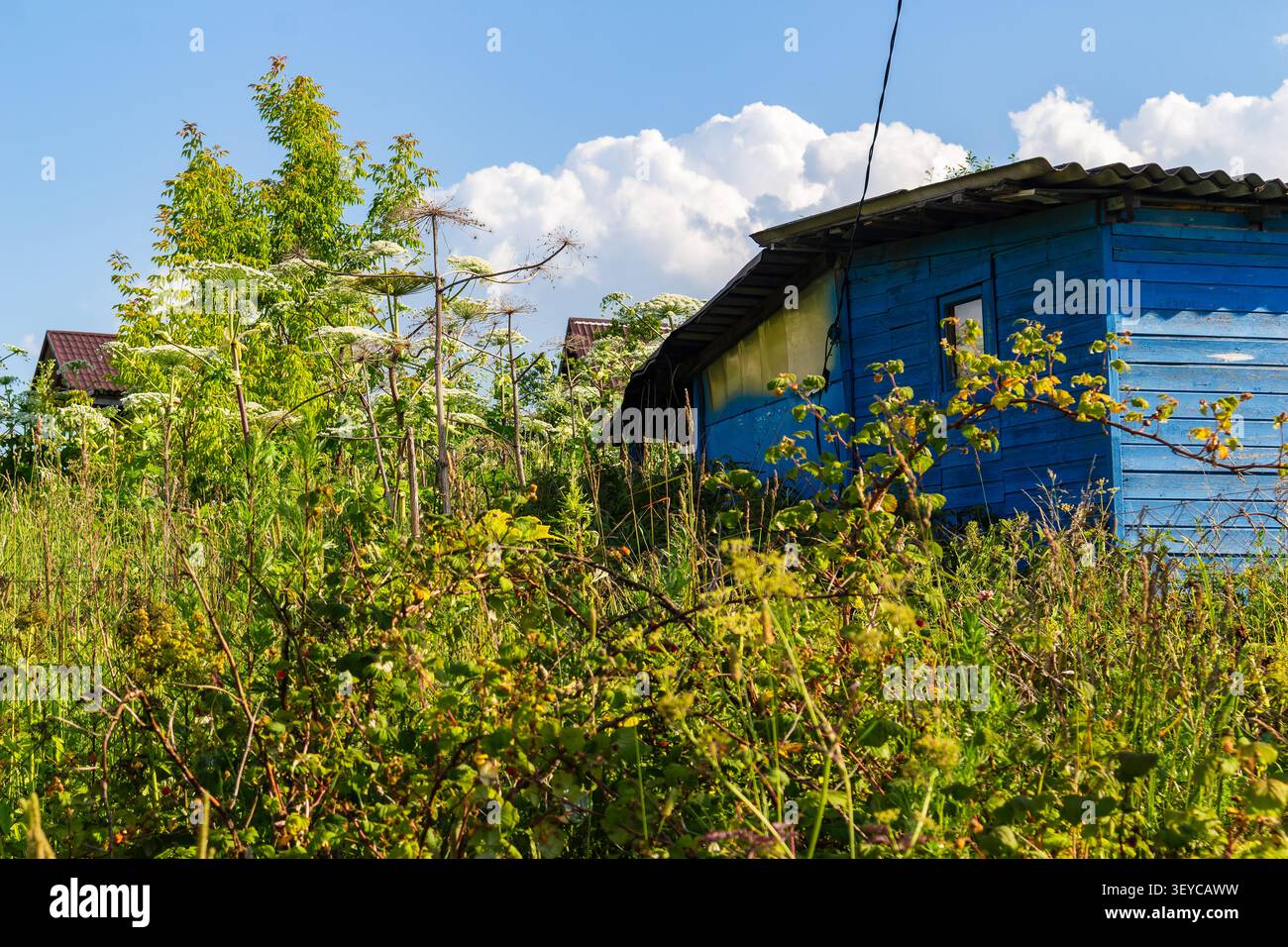 Overgrown toxic hogweed Sosnovsky bushes towering near a derelict blue ...