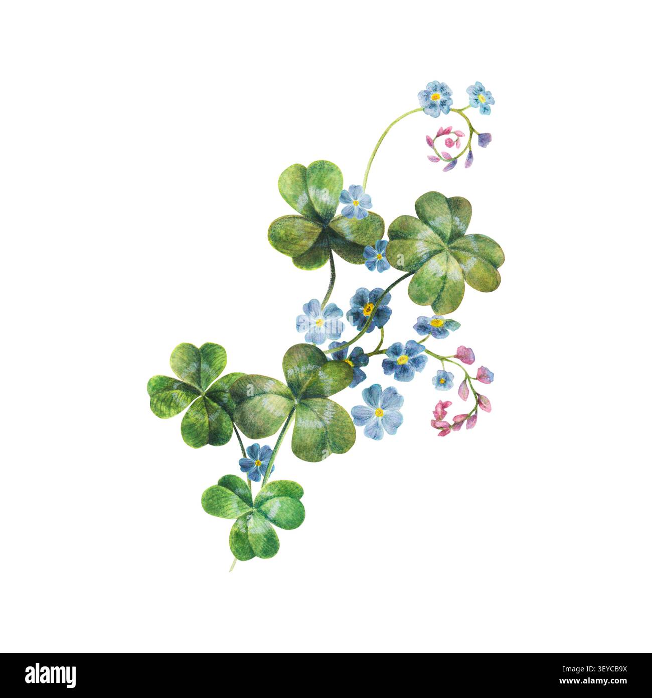 Sprig of four-leaf clover and blue forget-me-not hand drawing ...