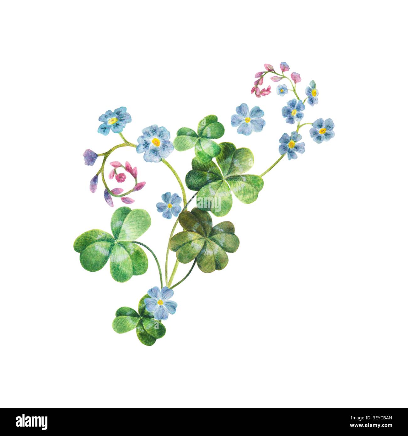 Sprig of four-leaf clover and blue forget-me-not hand drawing ...