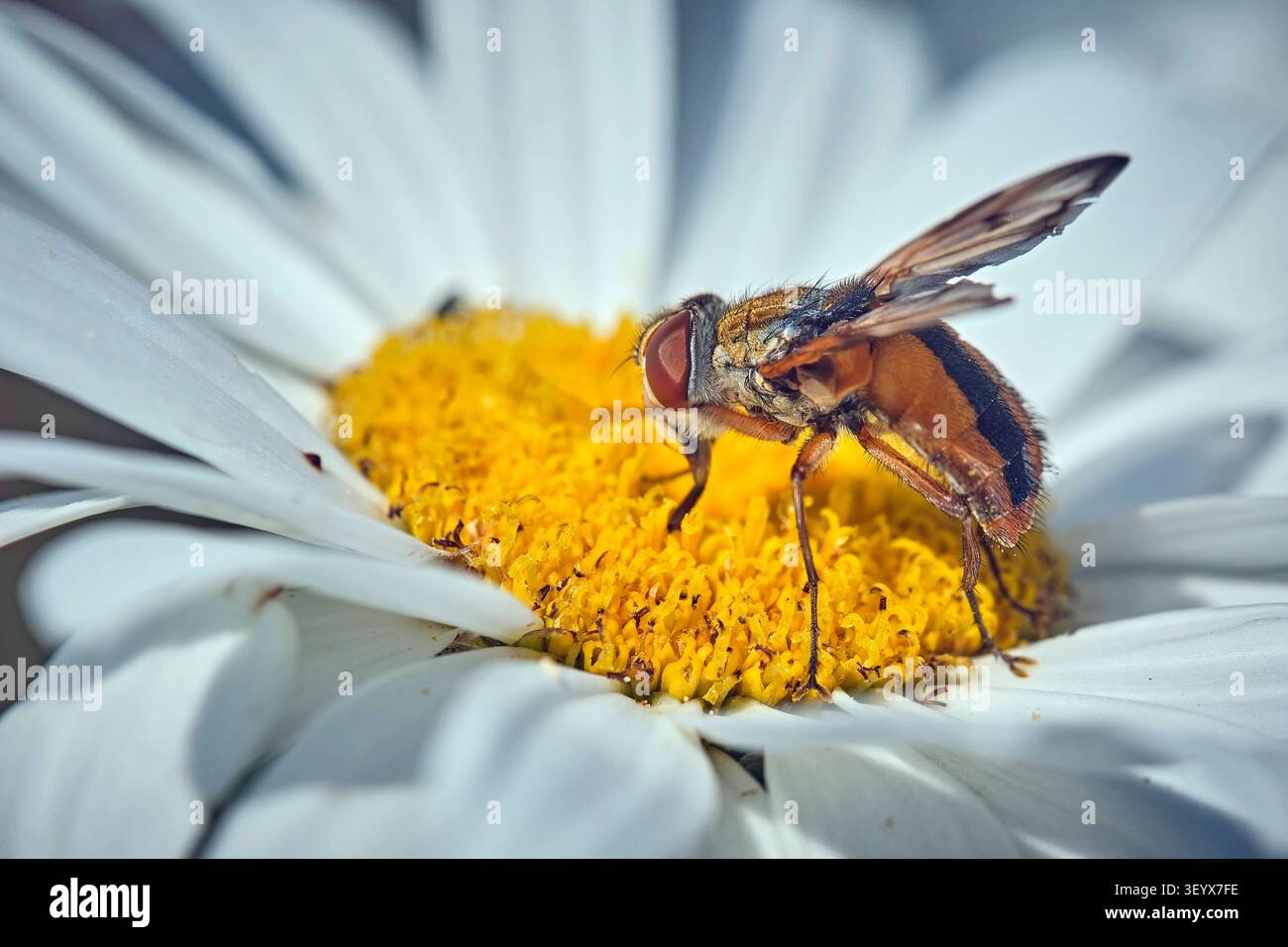 Breitflügelige Raupenfliege Ectophasia crassipennis . Breitflügelige ...