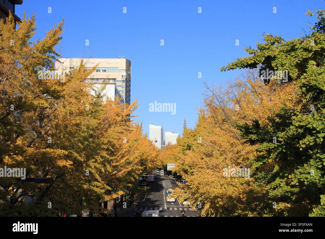 autumn leaves along Yamashita park avenue in Yokohama, Japan Stock ...