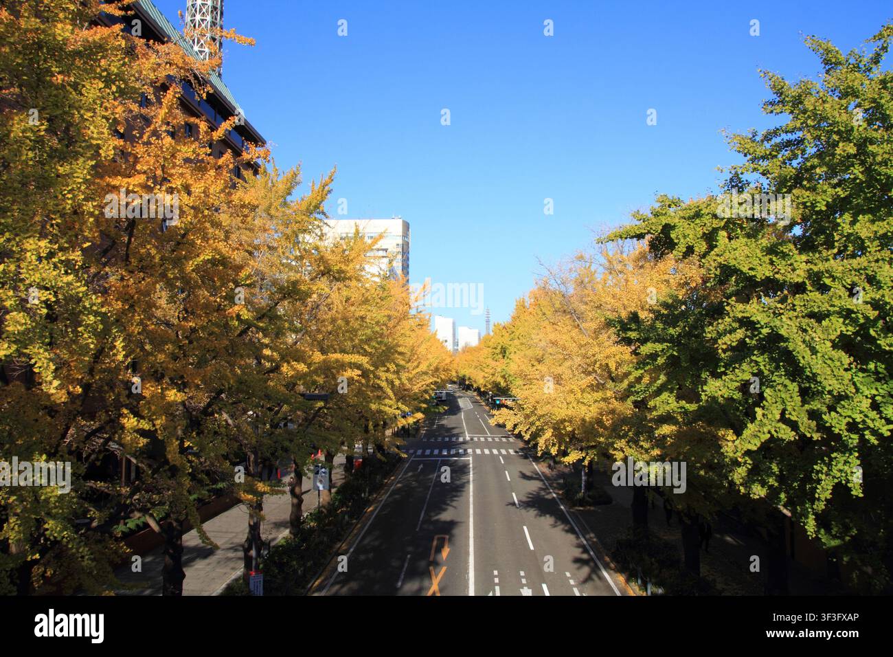 autumn leaves along Yamashita park avenue in Yokohama, Japan Stock ...