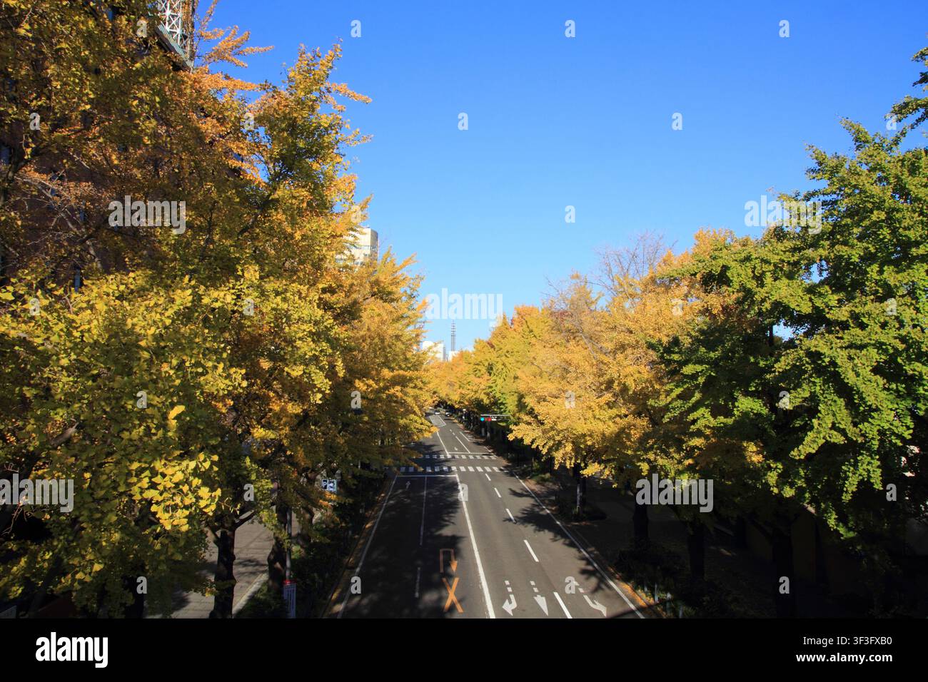 autumn leaves along Yamashita park avenue in Yokohama, Japan Stock ...