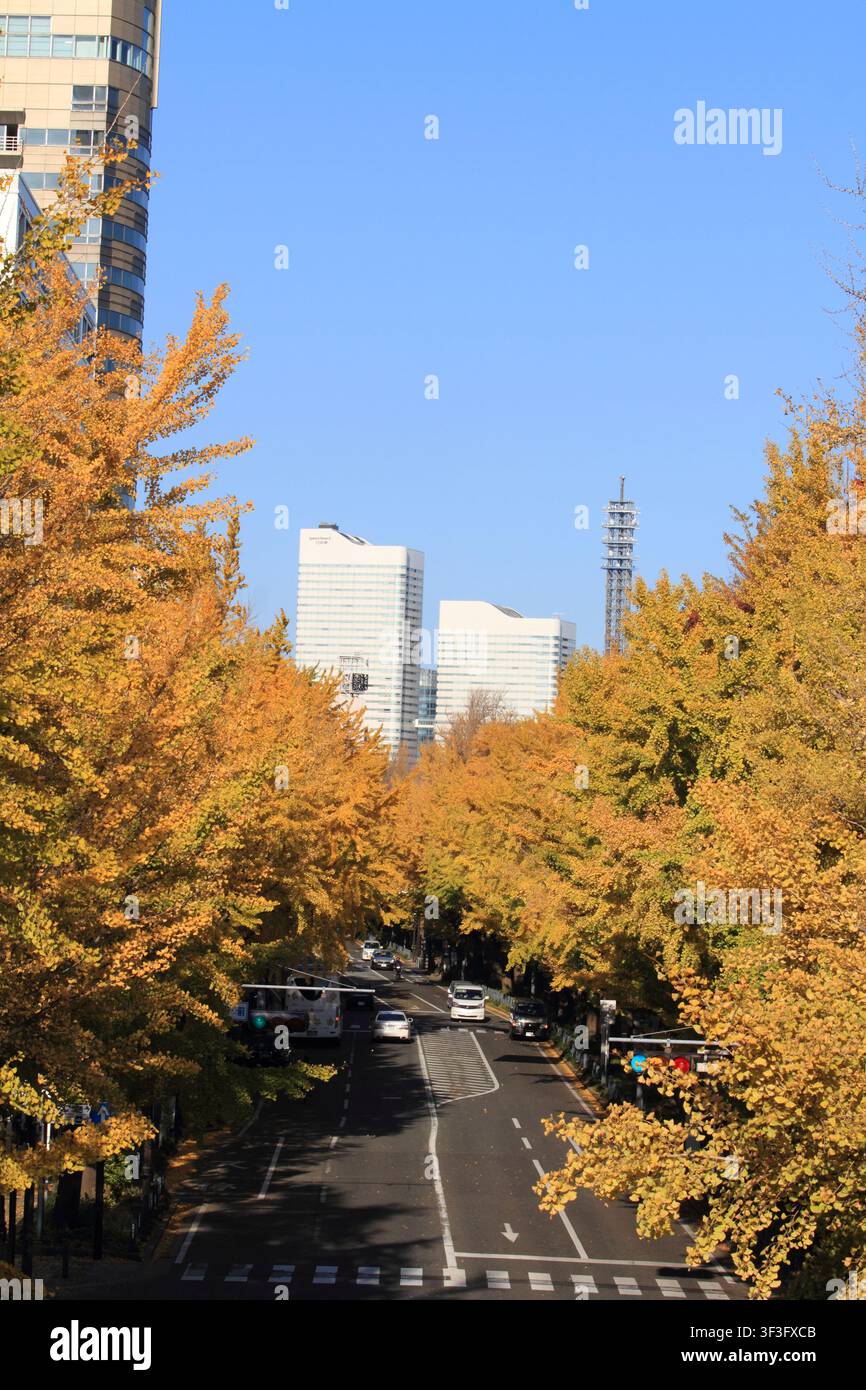 autumn leaves along Yamashita park avenue in Yokohama, Japan Stock ...