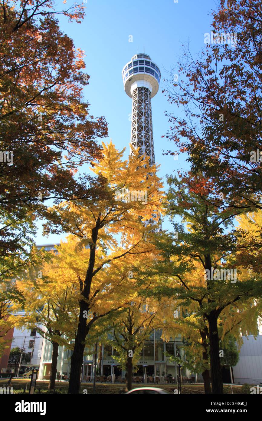 autumn leaves and Yokohama marine tower in Kanagawa, Japan Stock Photo ...