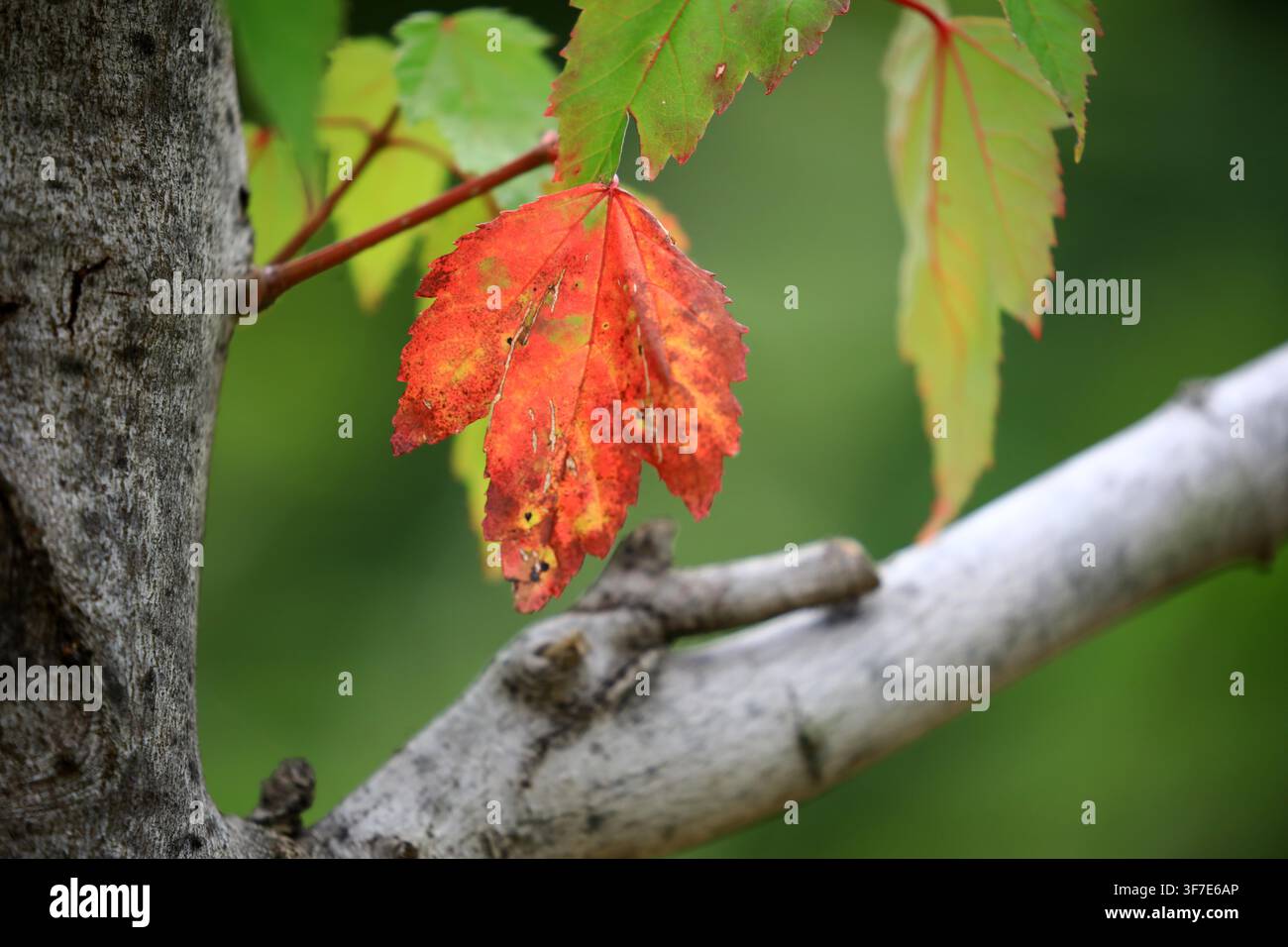 Red maple leaves along the Grand Canal in Huai'an, east China's Jiangsu ...