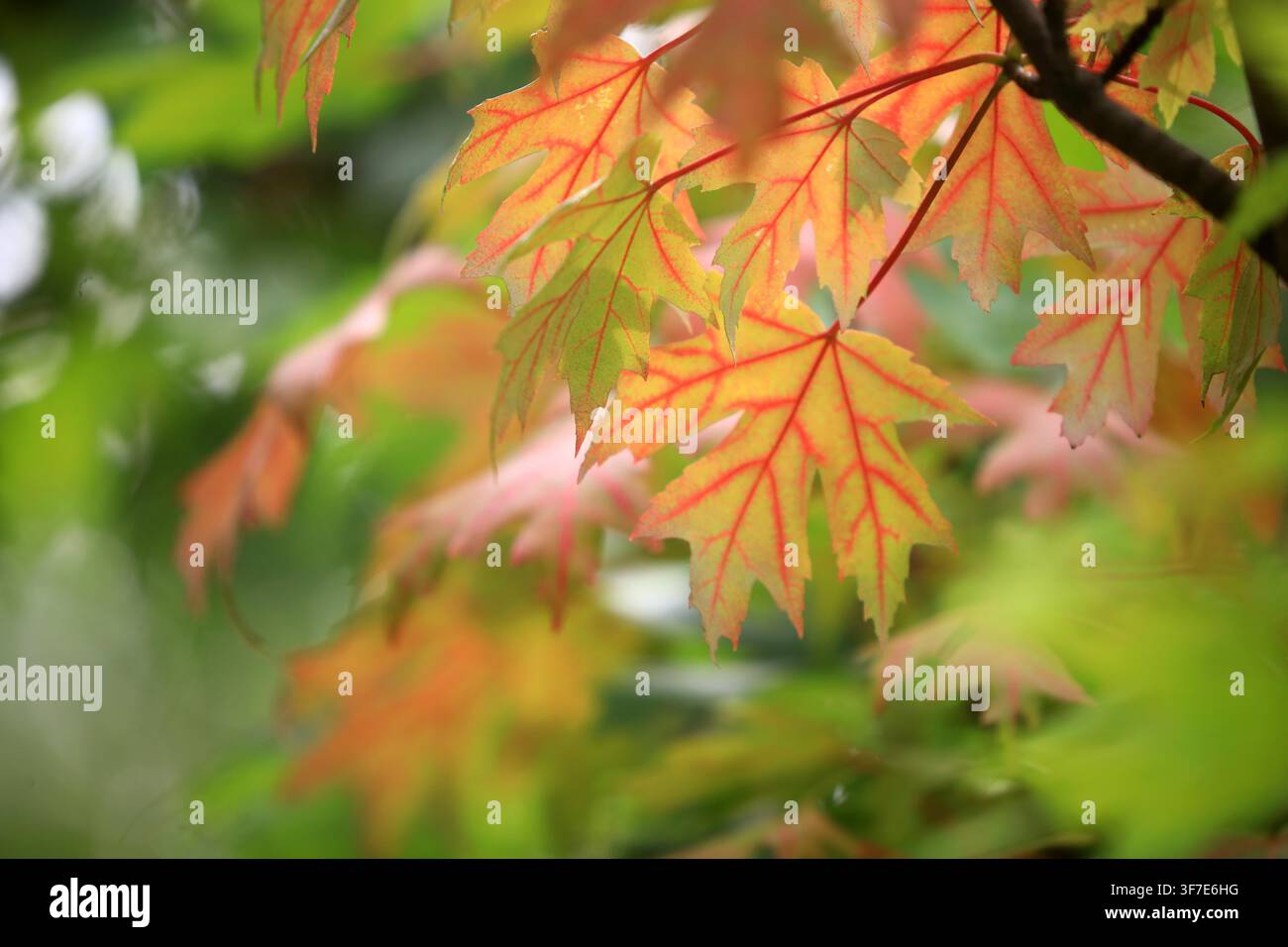 Red maple leaves along the Grand Canal in Huai'an, east China's Jiangsu ...