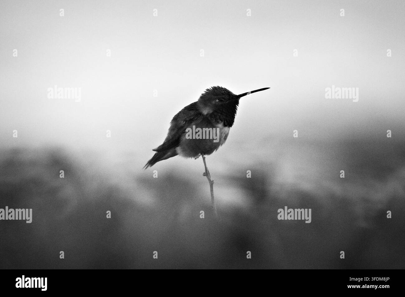 Hummingbird hovers near coastal shrubs at sunset. Background shows ...