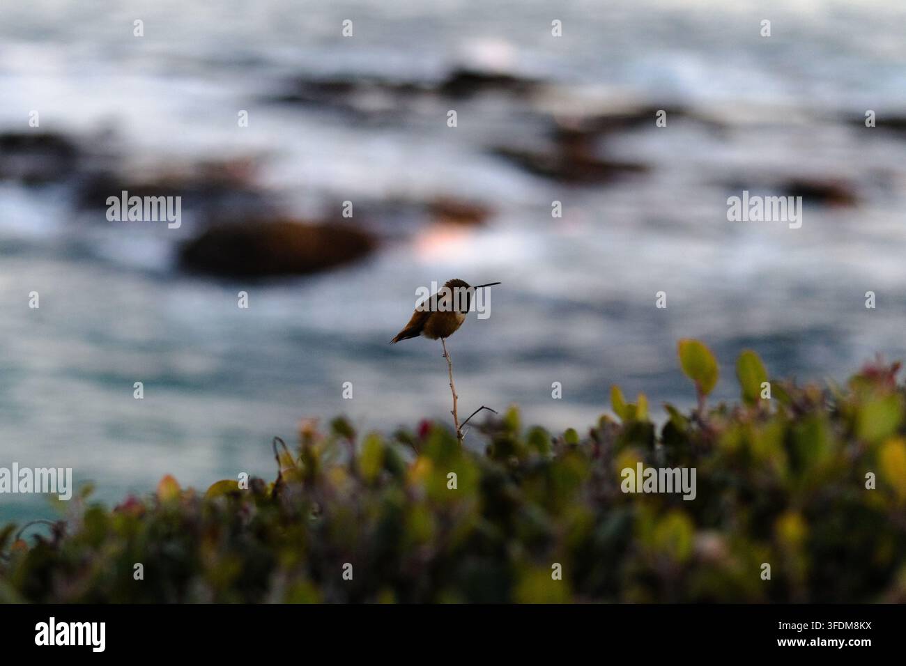 Hummingbird hovers near coastal shrubs at sunset. Background shows ...