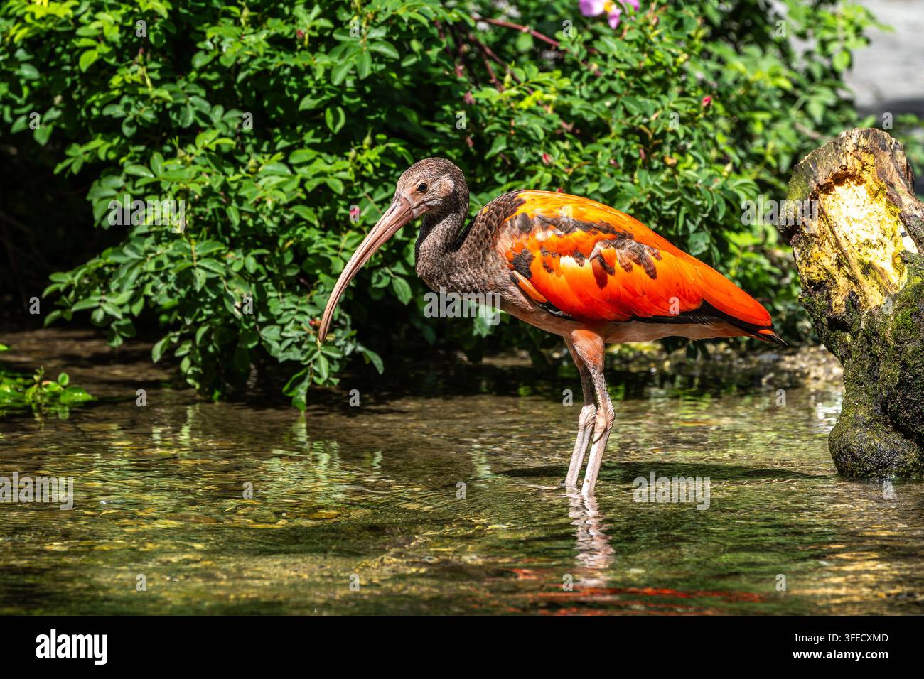 The Scarlet ibis, Eudocimus ruber is a species of ibis in the bird ...