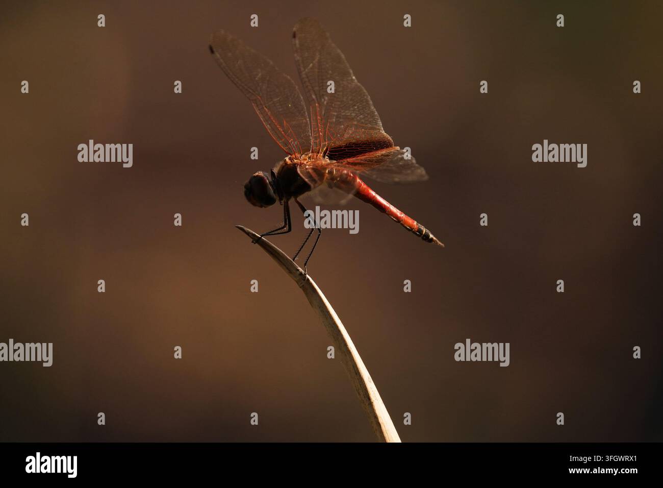 A Dragonfly Lands On A Reed At The Santa Ana Wildlife Refuge In Alamo