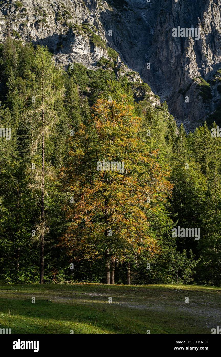 Vorboten des Herbst. Die ersten Bäume und deren Blätter verfärben sich ...