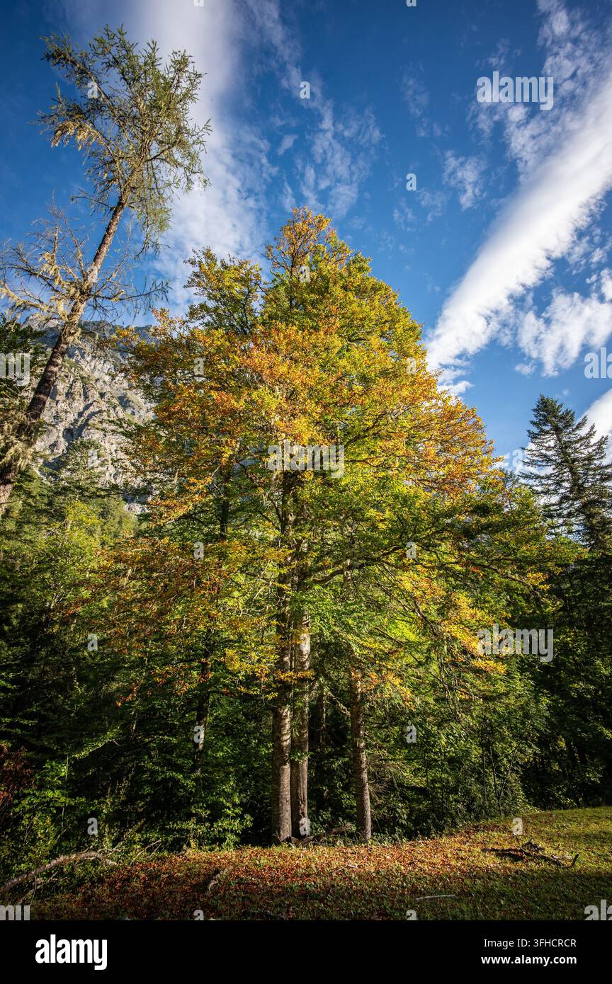 Vorboten des Herbst. Die ersten Bäume und deren Blätter verfärben sich ...